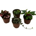 Plant Mystery Box, 2 inch pots, set of 4, Monthly Subscription, Always ...