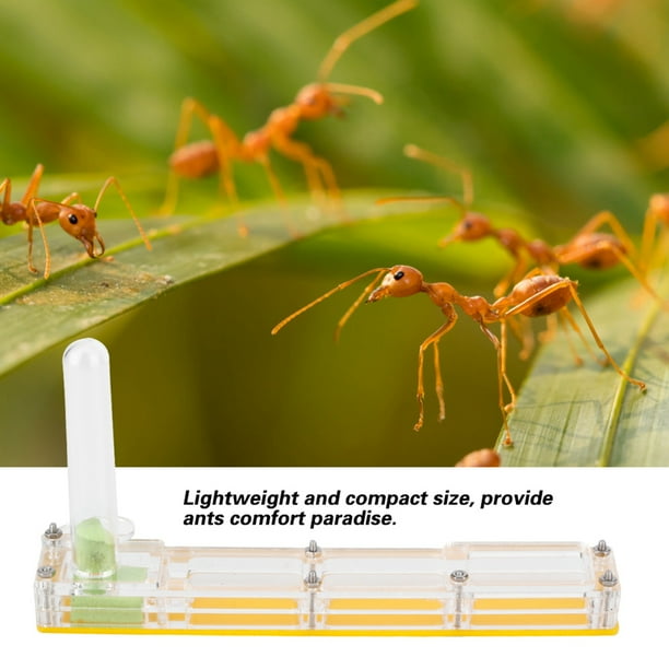 Acrylic Ants Breeding Transparent Breeding Box, Formicarium Display Box ...