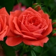 Heirloom Roses Live Rose Plant - Veranda Jolie Floribunda Rose Bush ...