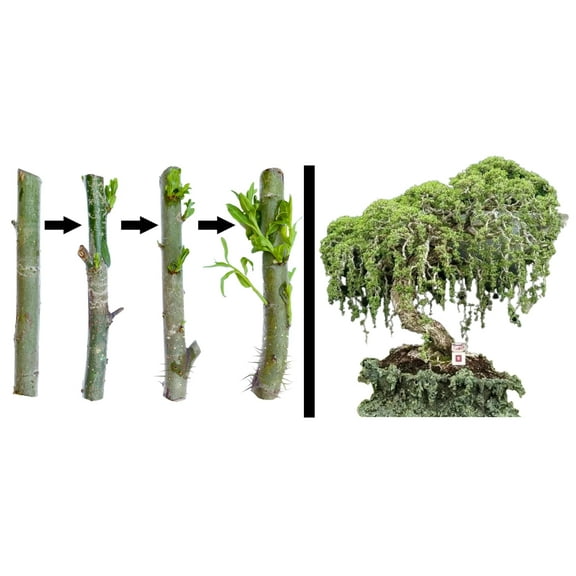 USA Made White Poplar Bonsai Tree Forest Cuttings - Easy Indoor/Outdoor ...