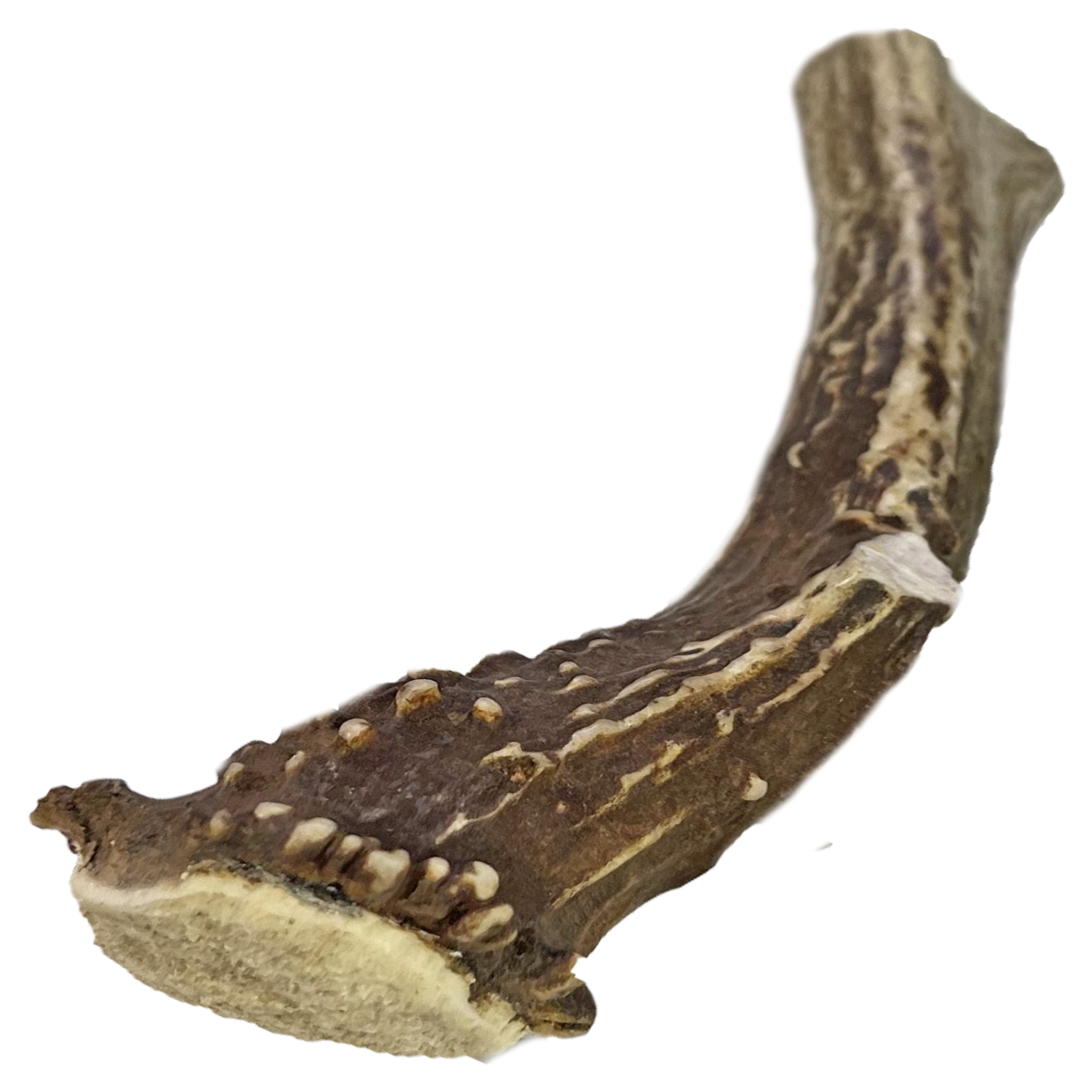 WhiteTail Naturals - Large - Deer Antler for Dogs, All Natural Dog Chew ...