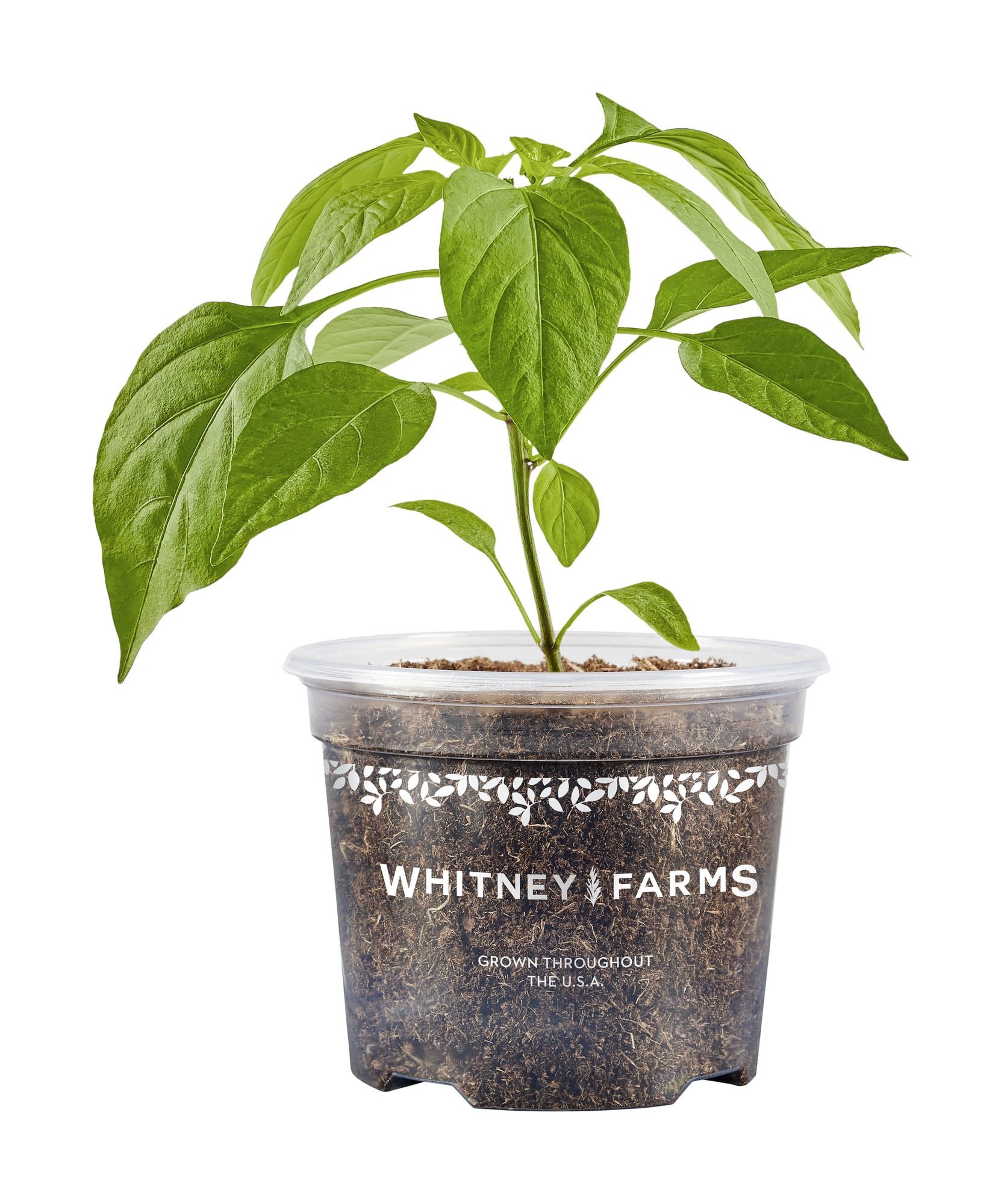 Whitney Farms Pot-a-Peno Jalapeno, Live Plant, 25 oz. - Walmart.com