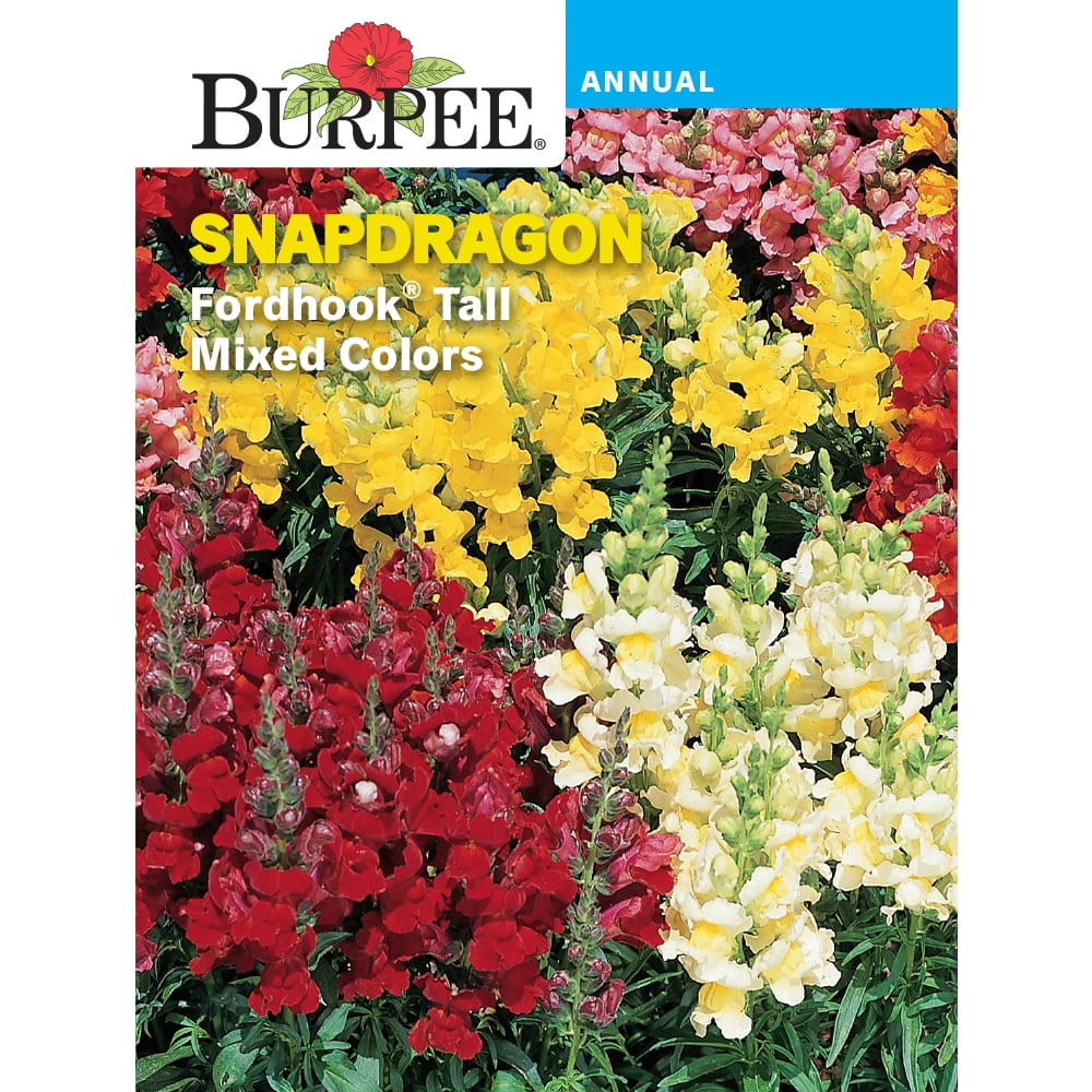 Burpee Fordhook Tall Mixed Colors Snapdragon Flower Seed, 1-Pack ...