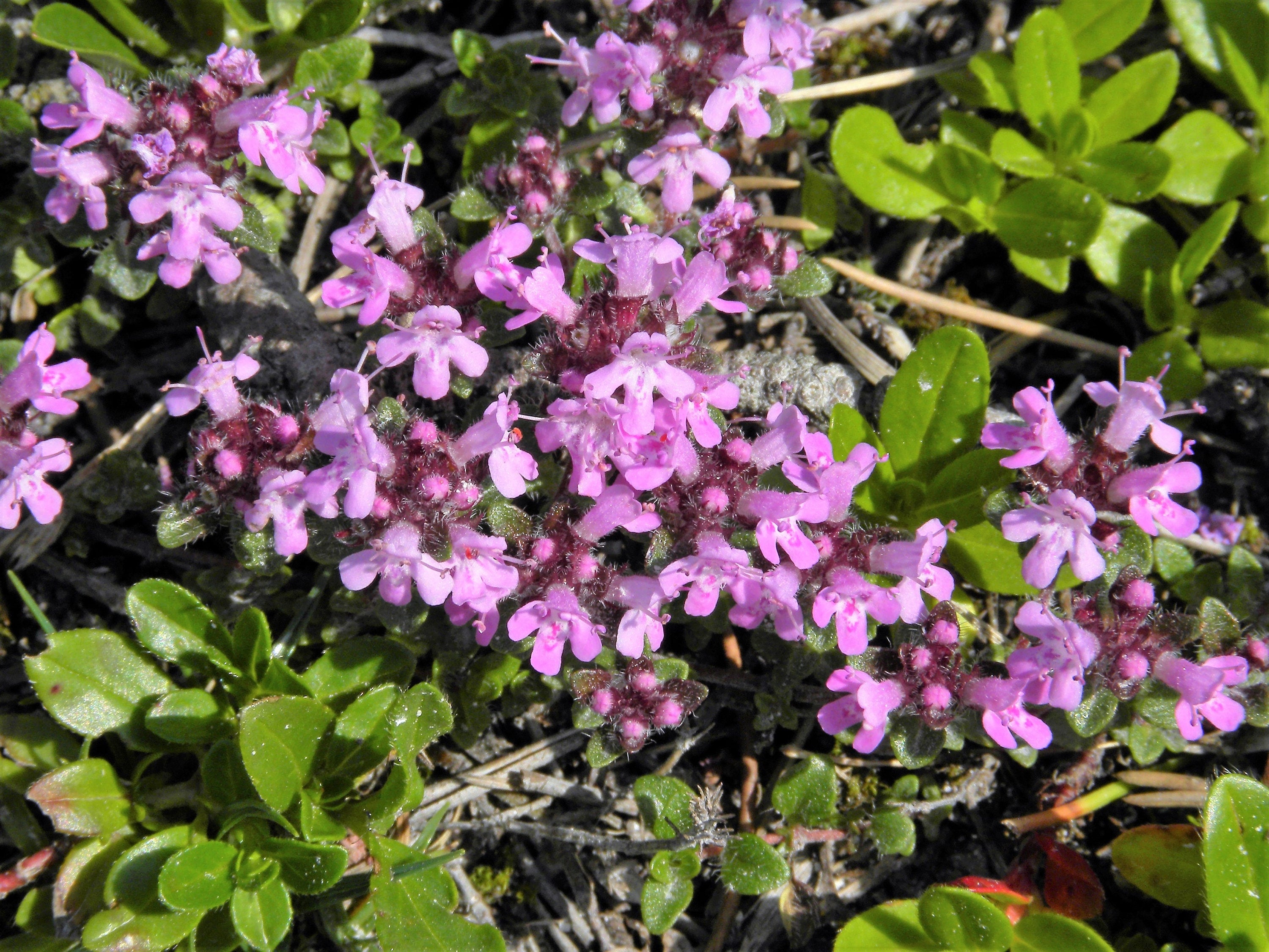 100 MOTHER OF THYME aka Lemon Broadleaved Large Thyme Thymus ...