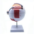 6X Enlarged Human Eye Anatomical Model,Anatomically Accurate Eye Model ...