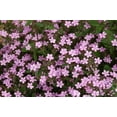500 PINK ROCK SOAPWORT Saponaria Ocymoides Flower Seeds - Walmart.com