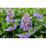 50 Lavender-Blue Persian Catmint Plant, Nepeta Racemosa Flower Seeds ...