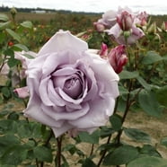 Heirloom Roses - Eleganza® Gypsy Soul Hybrid Tea Rose Bush - Walmart.com