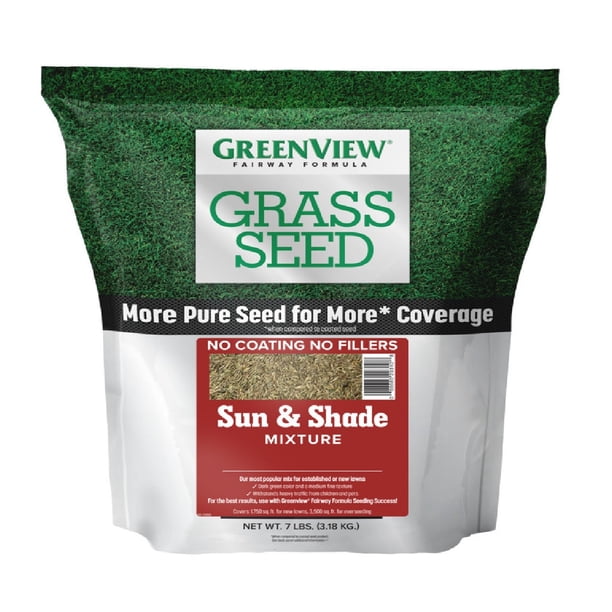 Grass Texture