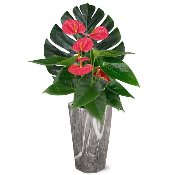 Anthurium Red