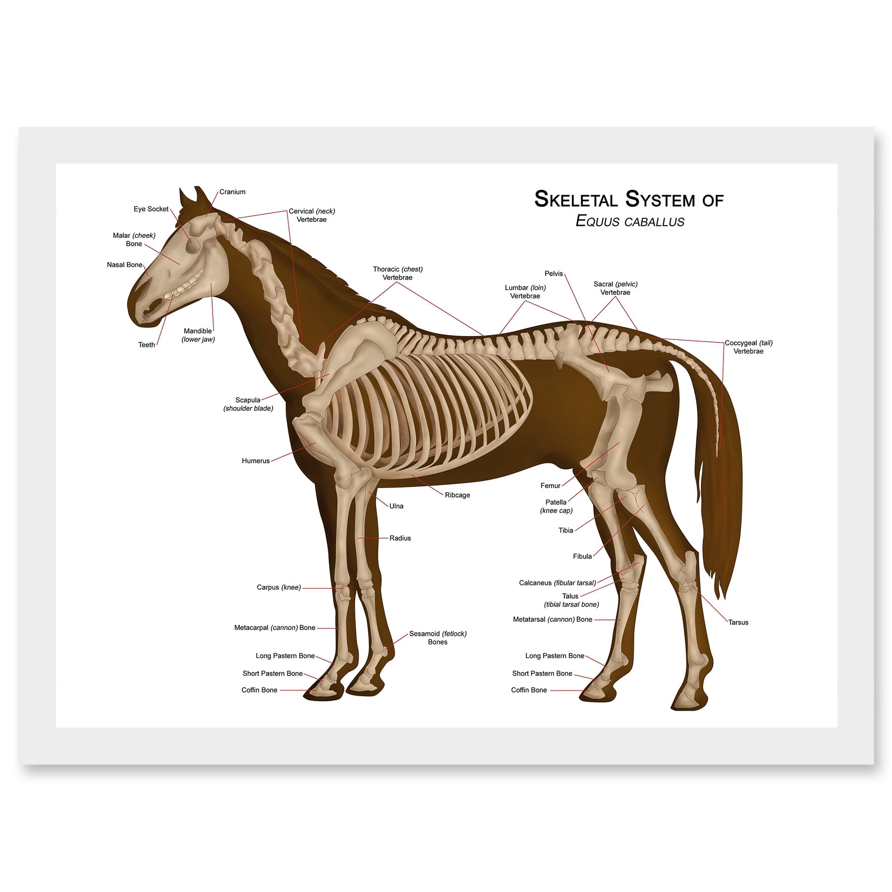 Horse Anatomy Diagram Vets Animals Skeleton Bones A4 Artwork Framed ...