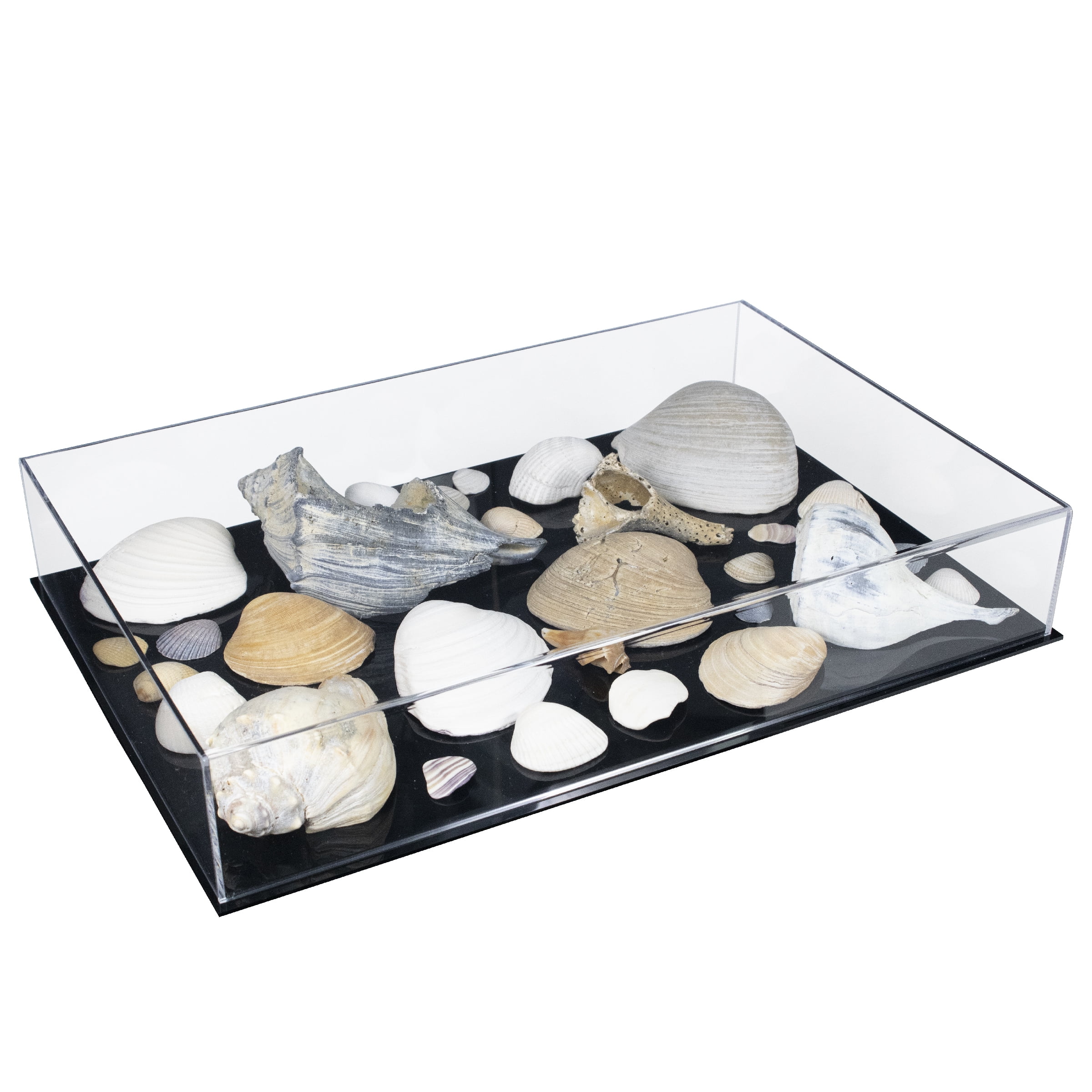 Better Display Cases Versatile Clear Acrylic Display Case - Medium ...