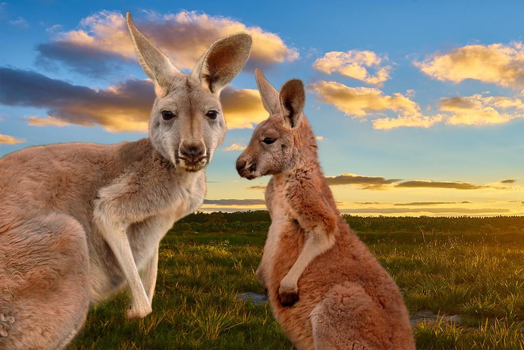 Kangaroo Mother Daughter Faces Beautiful Sunset Australia Outback ...