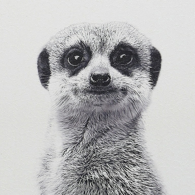 Black And White Animal Portraits