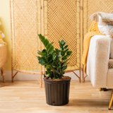 Costa Farms Plants with Benefits Live Indoor Plant Foliage Assorted in ...