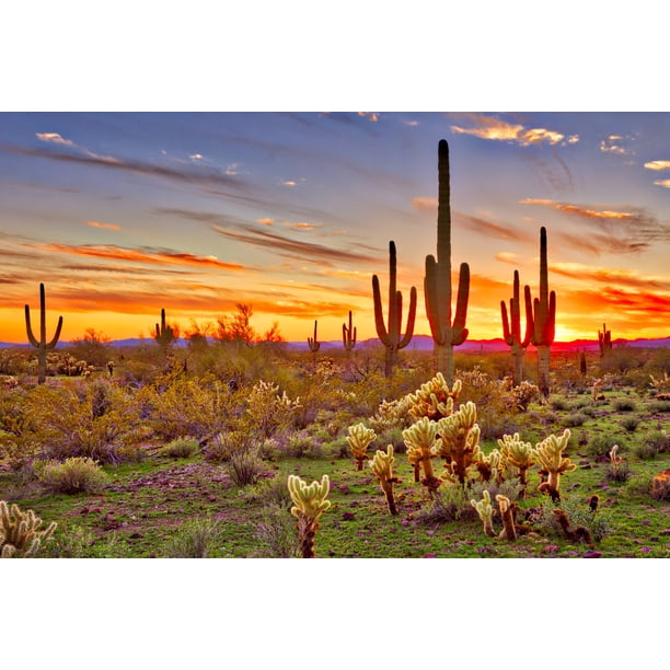 Colorful Desert Sunset with Saguaro Cactus Sonoran Arizona Southwest ...