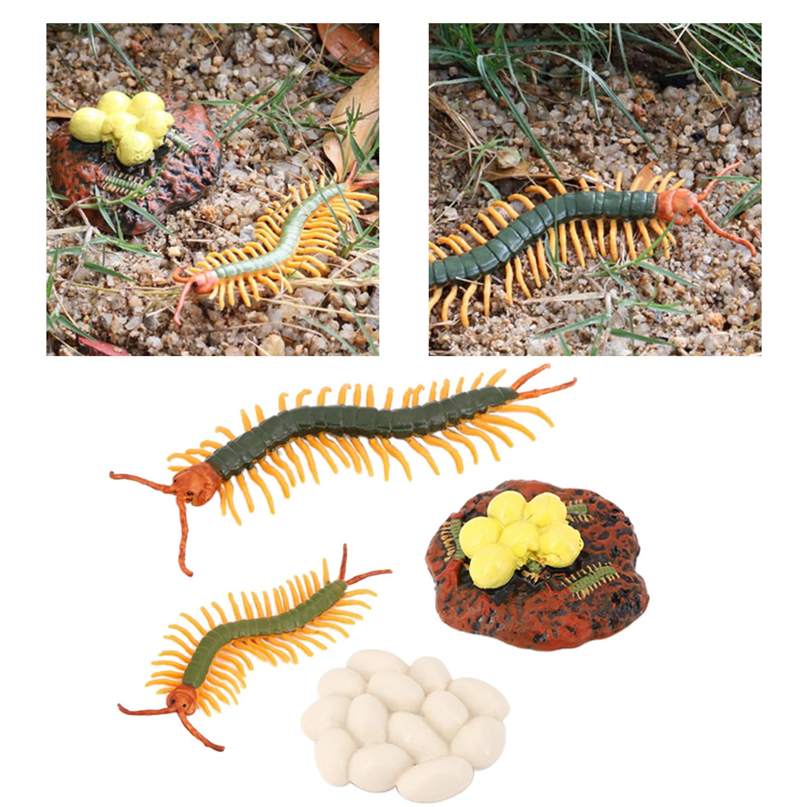 Centipede Life Cycle