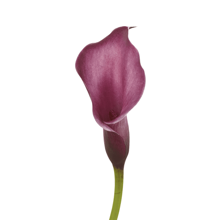 Purple Calla Lily