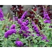 100 MIXED Colors Outdoor Butterfly Bush Buddleia Davidii Flower Shrub ...