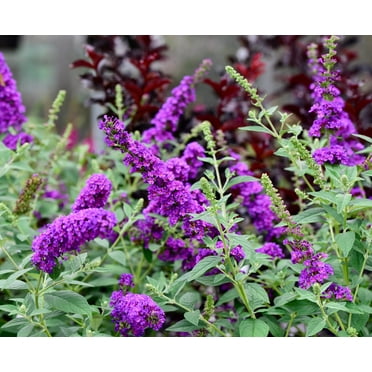 100 MIXED Colors Outdoor Butterfly Bush Buddleia Davidii Flower Shrub ...