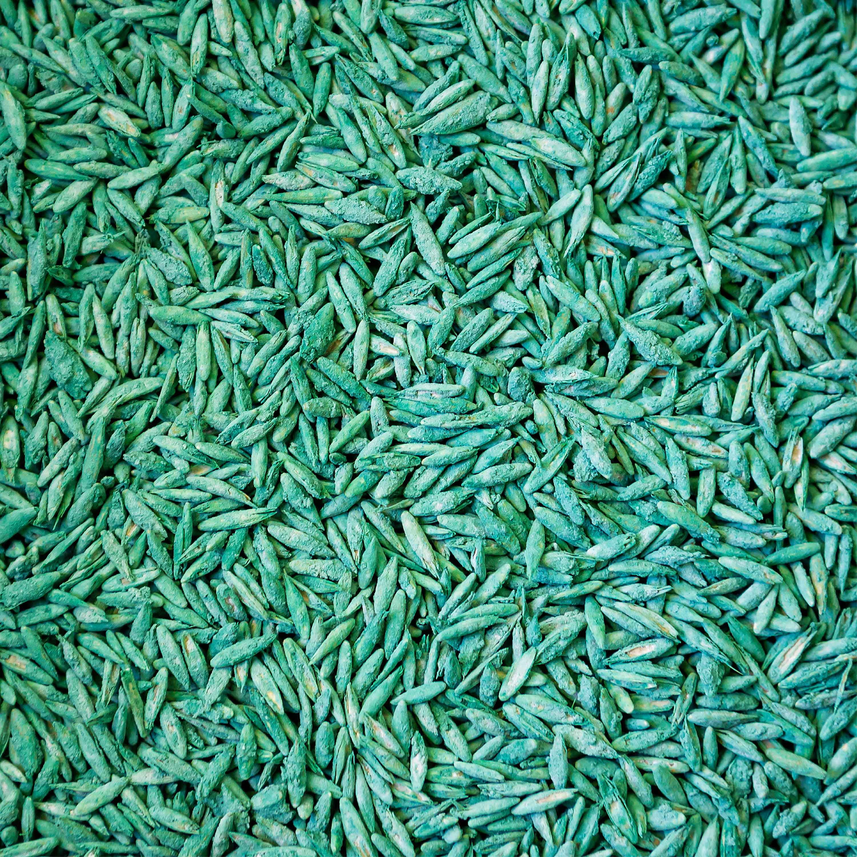 Buy The Rebels Tall Fescue Grass Seed, for Sun to Medium Shade; 7 lb ...