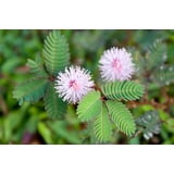 50 Sleeping Grass Seeds - Walmart.com