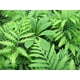1000 + SENSITIVE FERN Onoclea Sensibilis aka Bead or Sympathy Fern ...