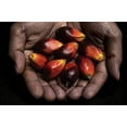 Red Palm Oil (100% Pure) - 33.81 Oz. - Walmart.com
