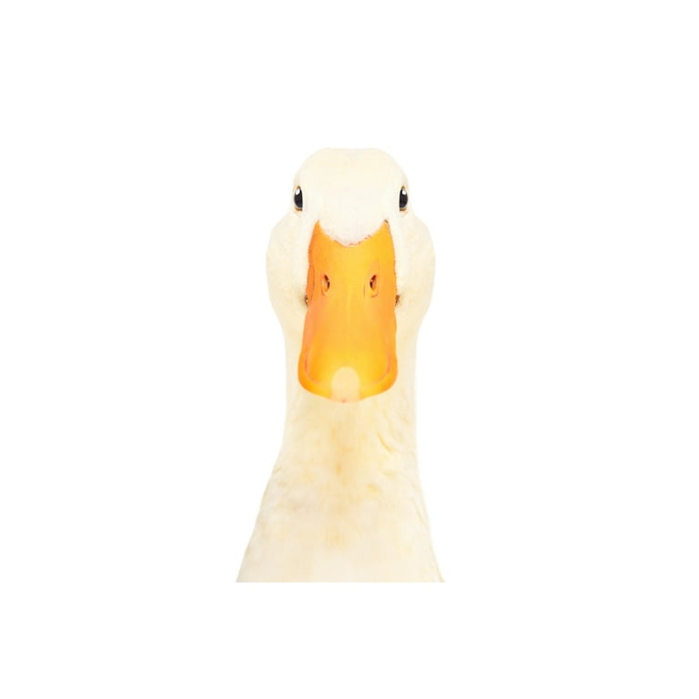 Duck Face Animal