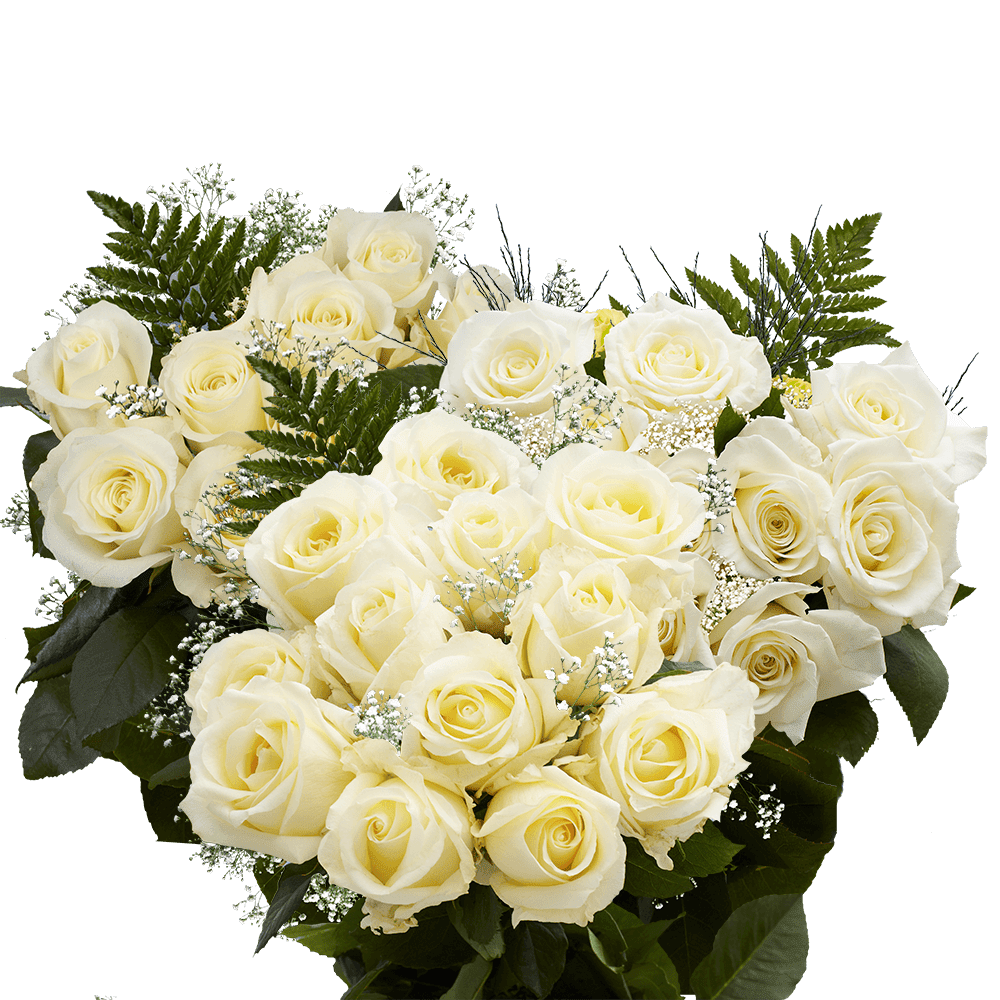 3 Dozen Ivory Roses with Baby's breath and Green- Fresh Flower Delivery ...
