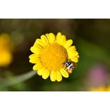 250 GOLDEN MARGUERITE DAISY Dyer's Yellow Chamomile Anthemis Tinctoria ...