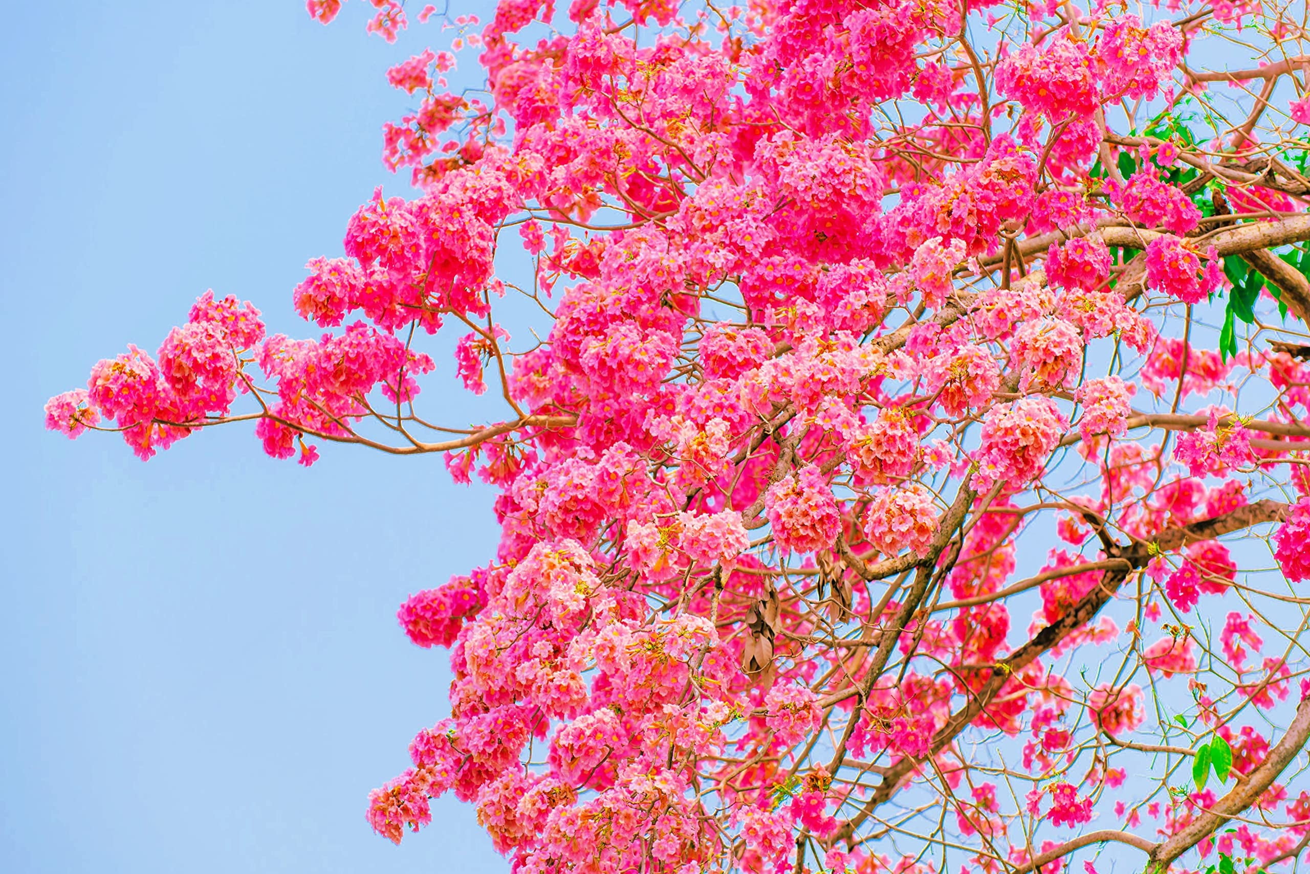 Tabebuia Tree