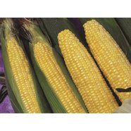 Honey Select Hybrid Triplesweet Corn Garden Seeds (Treated) - 1 Lb ...