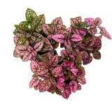 Pink Hypoestes phyllostachya 2 inch Set of 3 Flamingo Polka Dot Plant ...