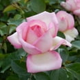 Heirloom Roses - Star-Crossed Lovers™ Hybrid Tea Rose Bush - Flowers ...