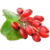Bonsai Tree Goji Berry Tree Seeds, 10 Pack - Highly Prized Flruit ...