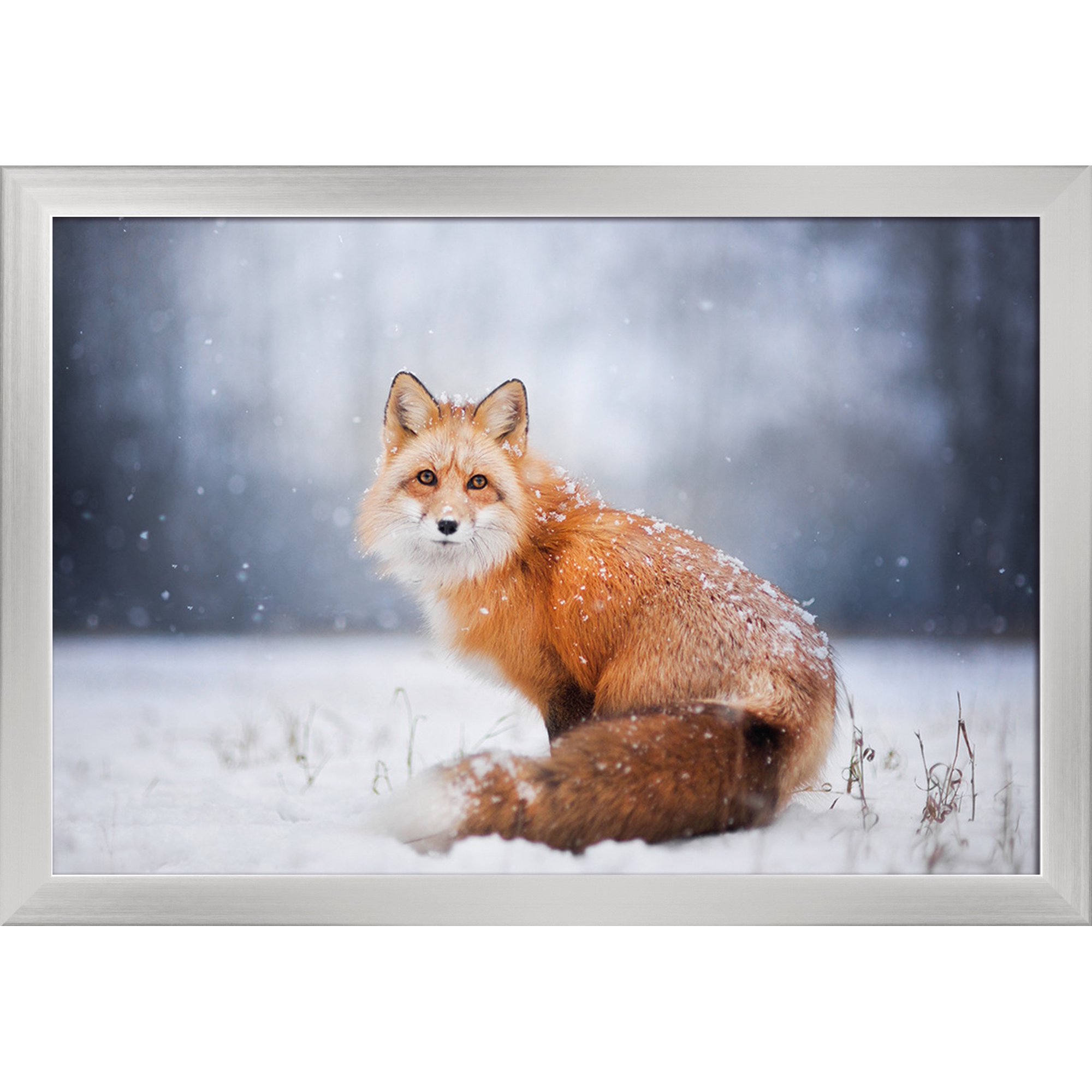 Fox In The Woods Photography