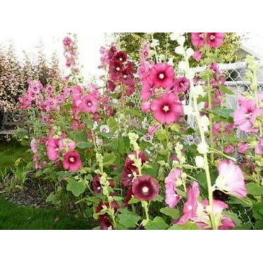 50 Mixed Colors HOLLYHOCK COUNTRY ROMANCE Mix Alcea Rosea Flower Seeds ...