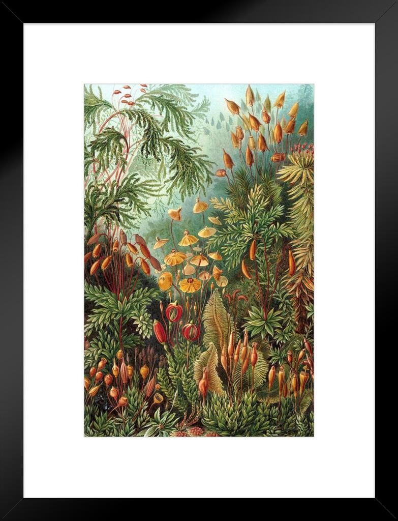 Ernst Haeckel Muscinae Moss Art Forms In Nature Plant Room Decor ...