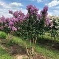 Crape Myrtle Catawba 1 Extra Large 3 Gallon Plant I Purple Flowering Lavender-Purple Summer ...