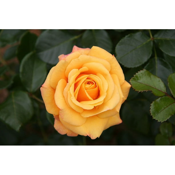 Parade Kyo Miniature Rose Bush - Fragrant/Hardy - 2.5" Pot - Walmart ...