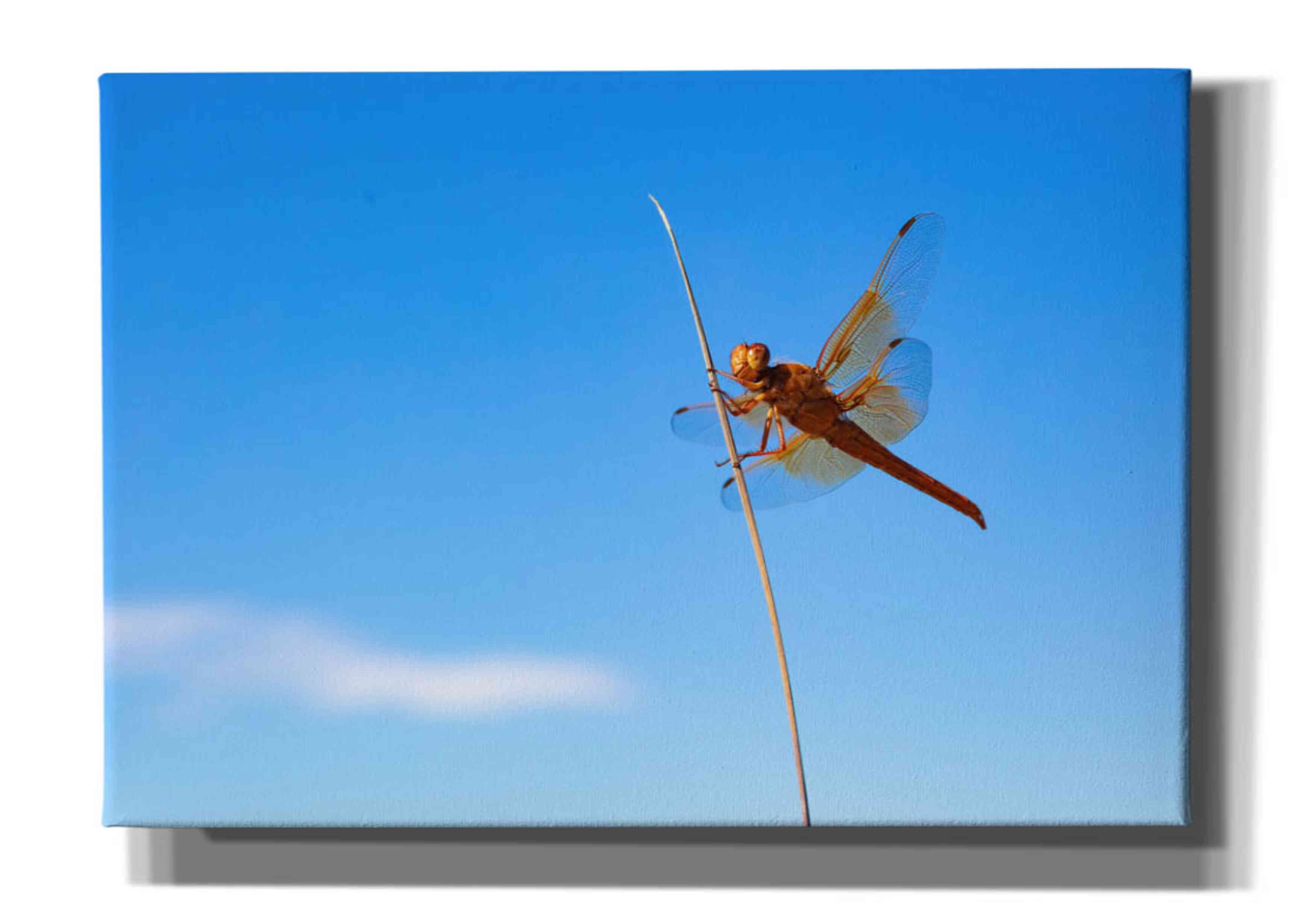 Epic Graffiti 'Utah - Insect' by Epic Portfolio, Canvas Wall Art, 26 ...