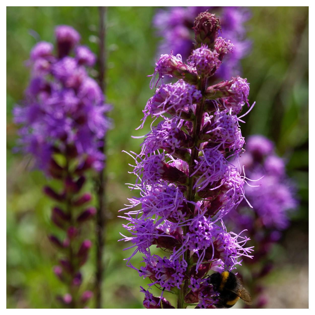 Everwilde Farms - 1 lb Northern Blazing Star Native Wildflower Seeds ...