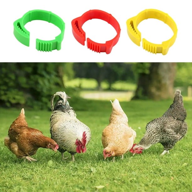 pitrice 100X Chicken Leg Rings Adjustable Rings For Homehold Yards ...