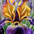 Home Garden Blue Purple Iris-(Non-Artificial)-Fast Rooting High ...