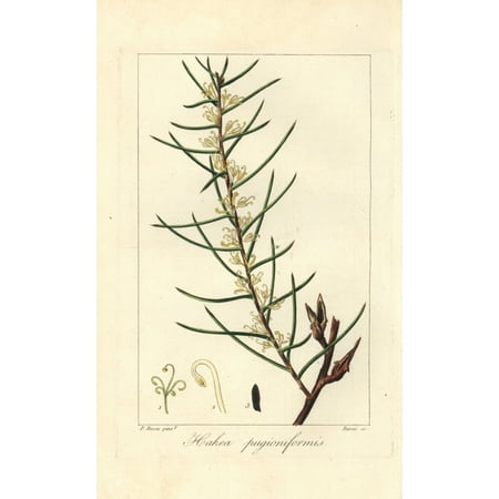 Dagger Hakea, Hakea Teretifolia Poster Print By ® Florilegius Mary ...