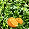 40 CONEHEAD THYME Thymus Capitatus syn. Thymbra Capitata Mediterranean ...