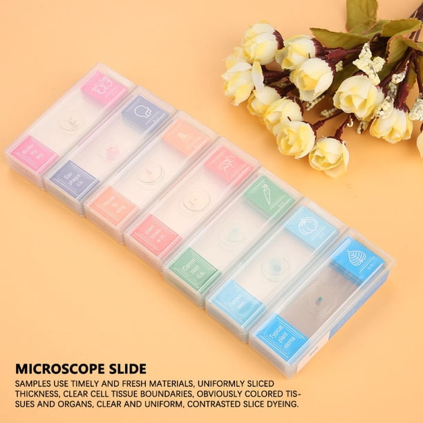 JUEGO DE 35 PORTAOBJETOS DE MICROSCOPIO Preparados de Vidrio para ...