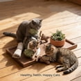 Catnip & Silvervine Chew,1/3/6PCS Creative Fish Bone Cat Dental Chew ...
