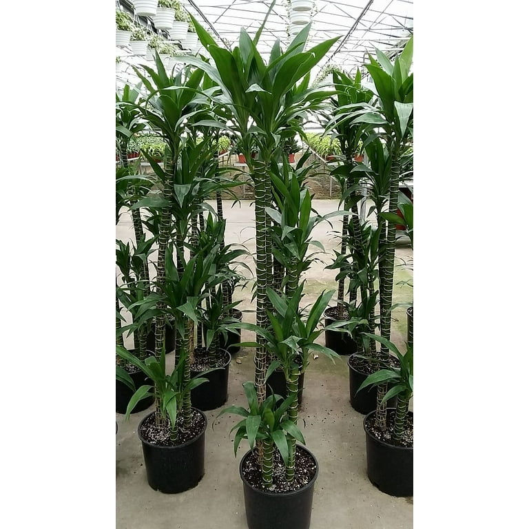 Dracaena Deremensis Lisa